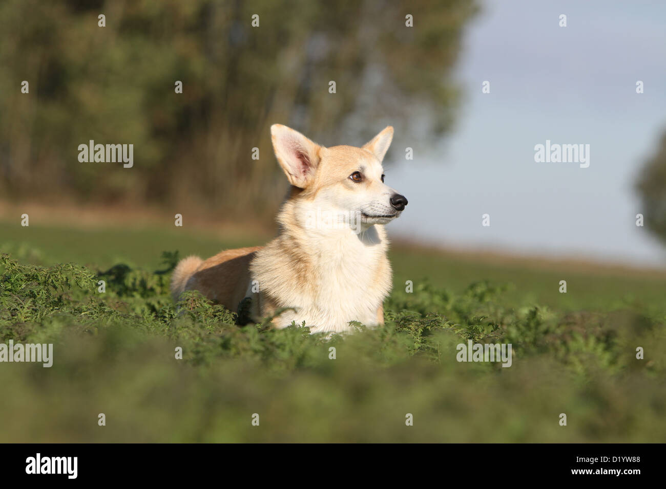 Dog Pembroke Welsh corgi adult standing profile Stock Photo - Alamy