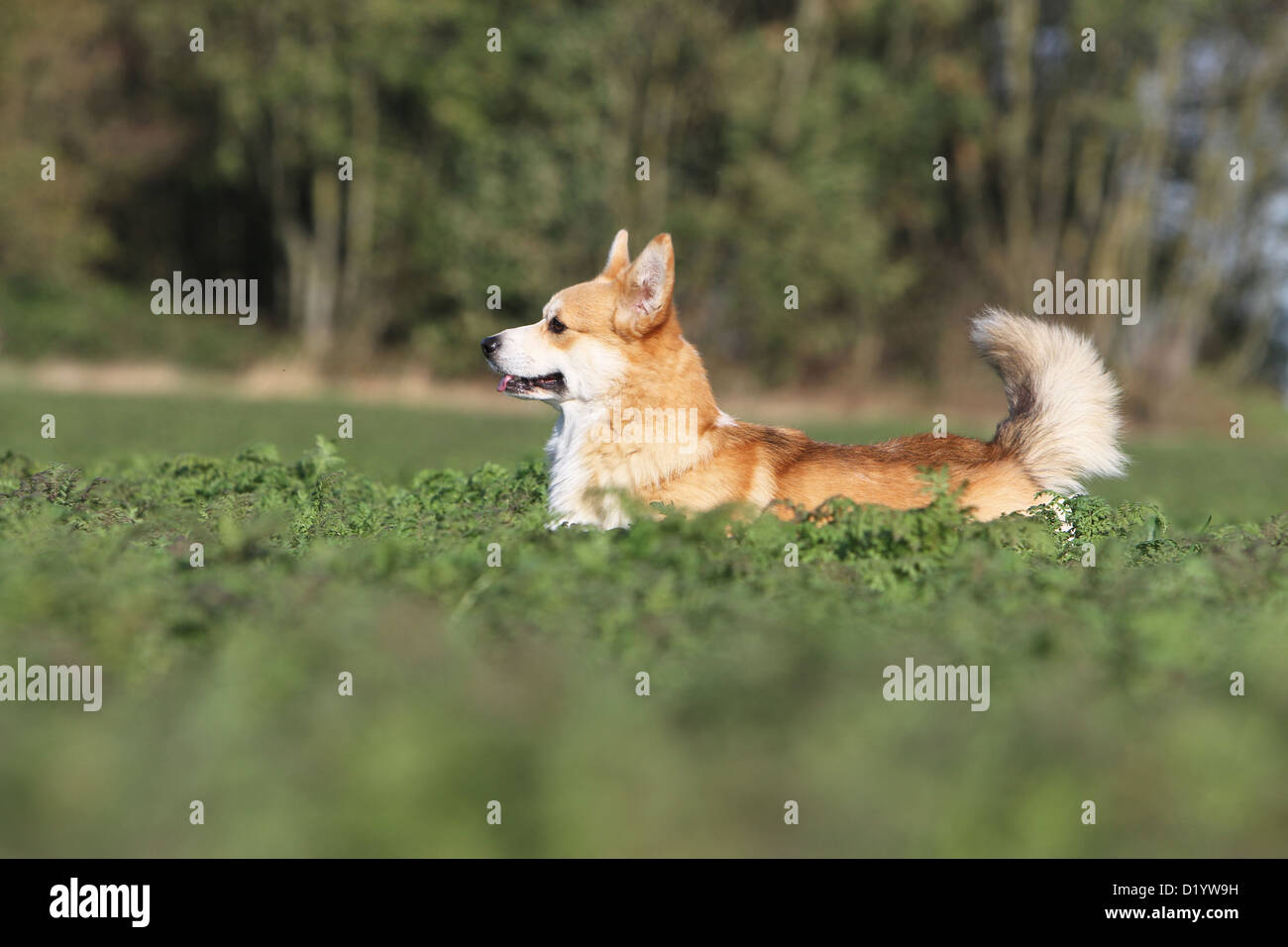 Dog Pembroke Welsh corgi adult standing profile in a field Stock Photo ...