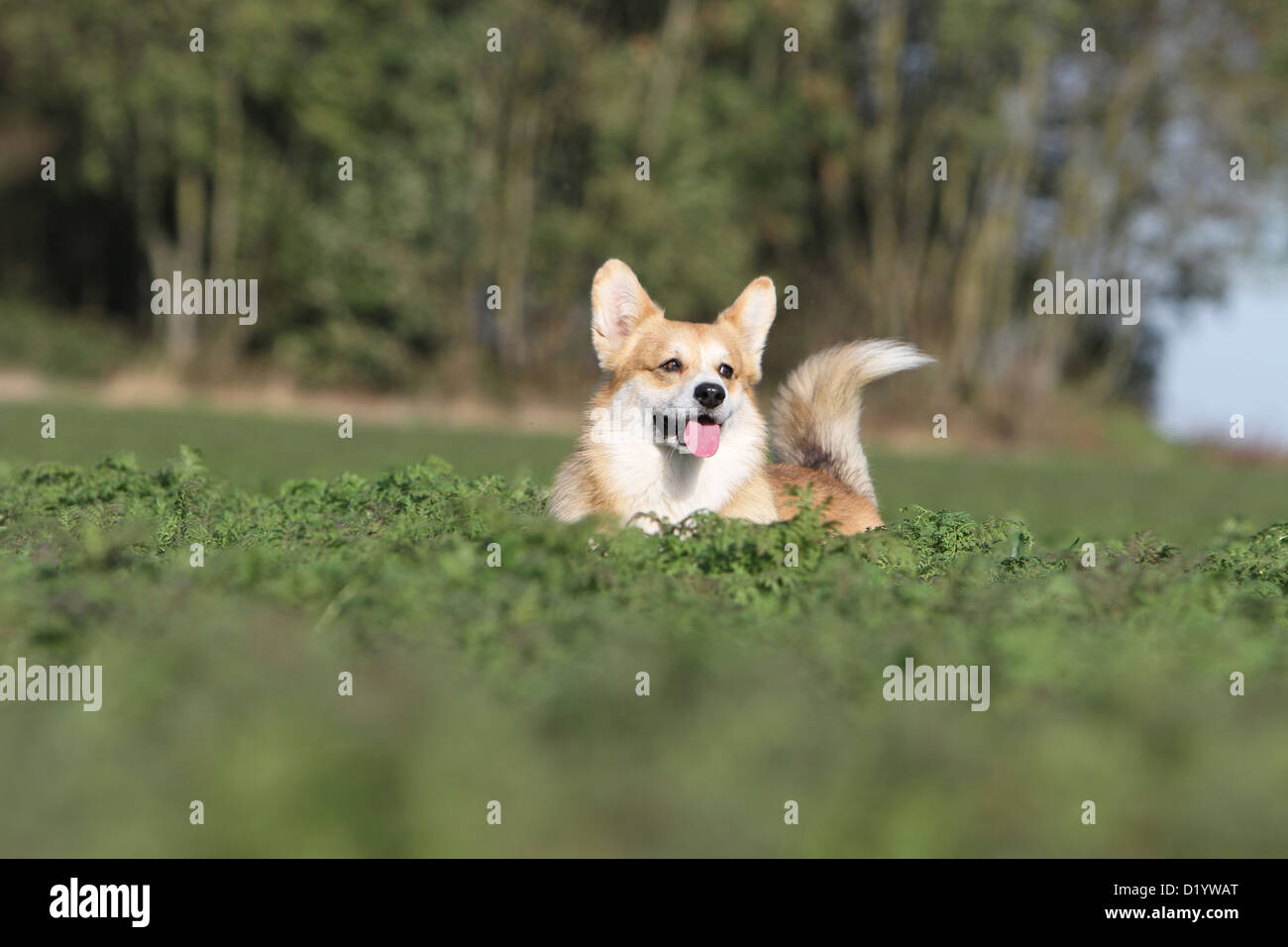 Dog Pembroke Welsh corgi adult standing Stock Photo - Alamy