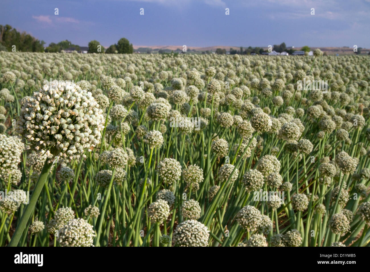 Crop of onion being grown for seed in Payette County, Idaho, USA Stock ...