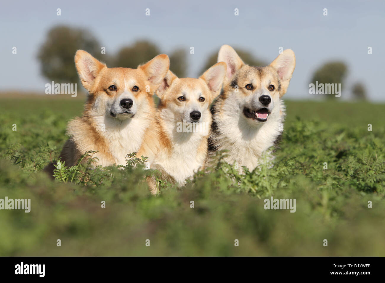 Dog Pembroke Welsh corgi three adults different colors sitting Stock ...