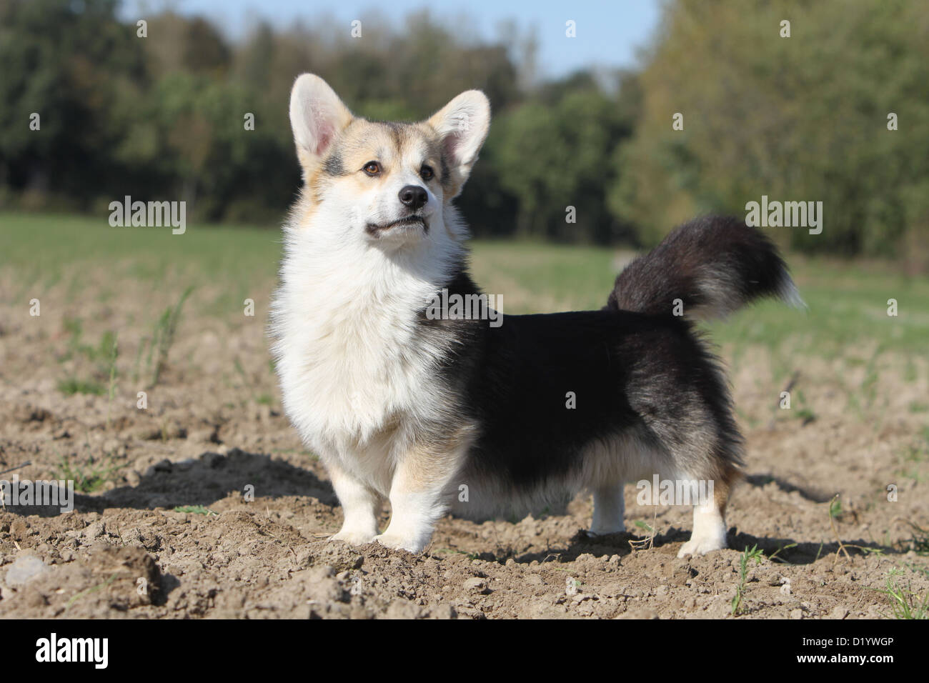 Dog Pembroke Welsh corgi adult standing profile Stock Photo - Alamy