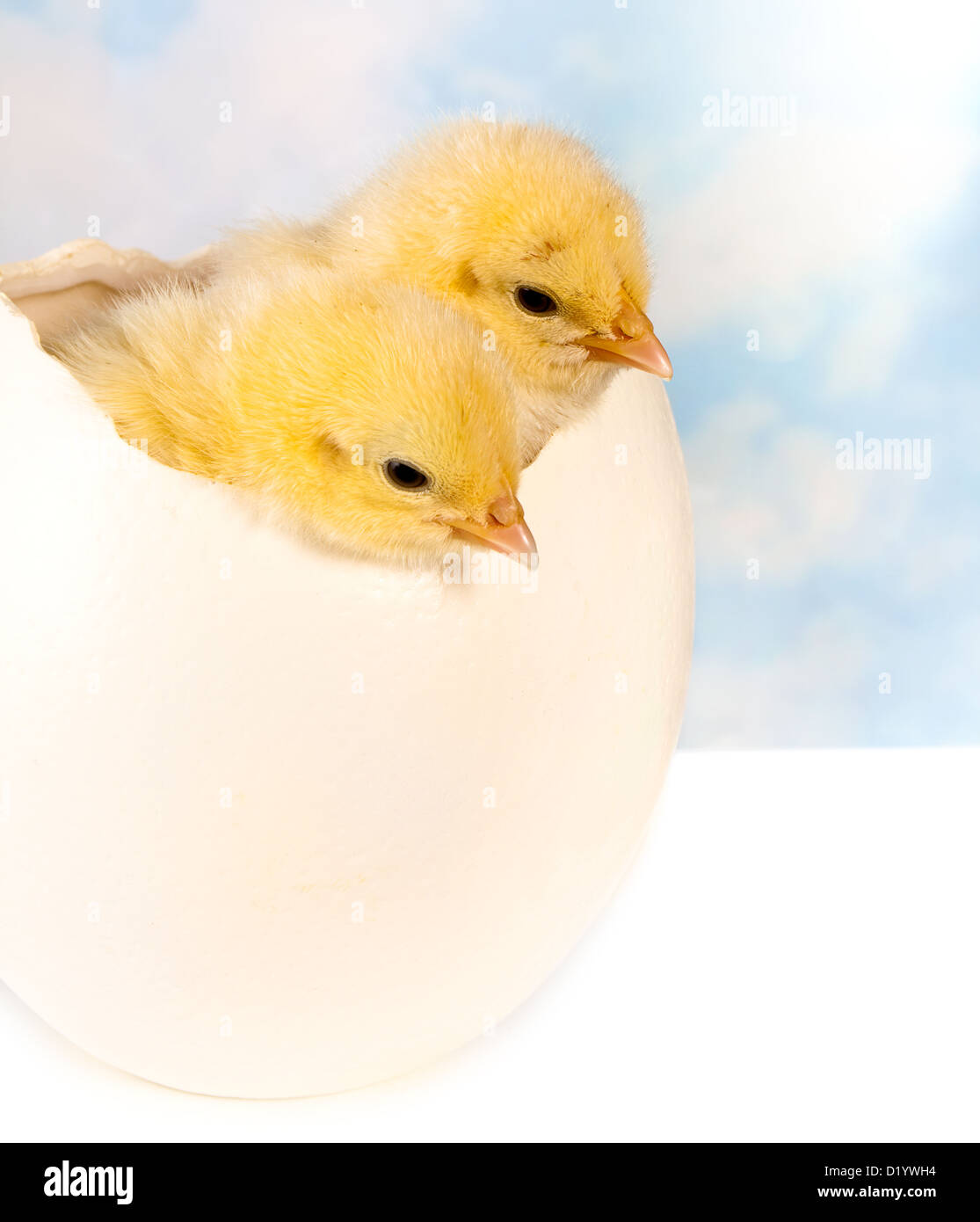 Twin easter chicks in a big ostrich egg Stock Photo - Alamy
