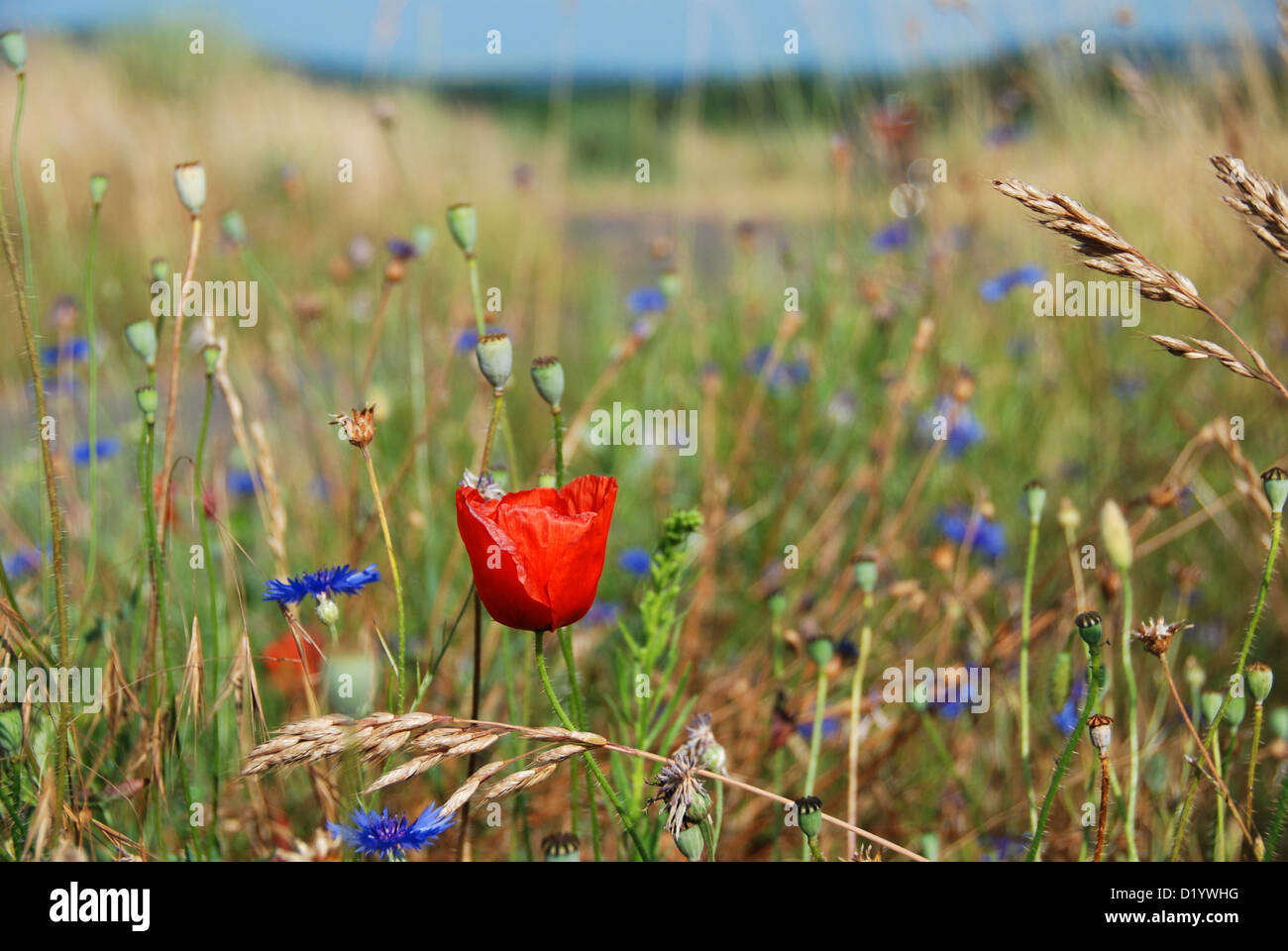 Poppy in a field hi-res stock photography and images - Alamy