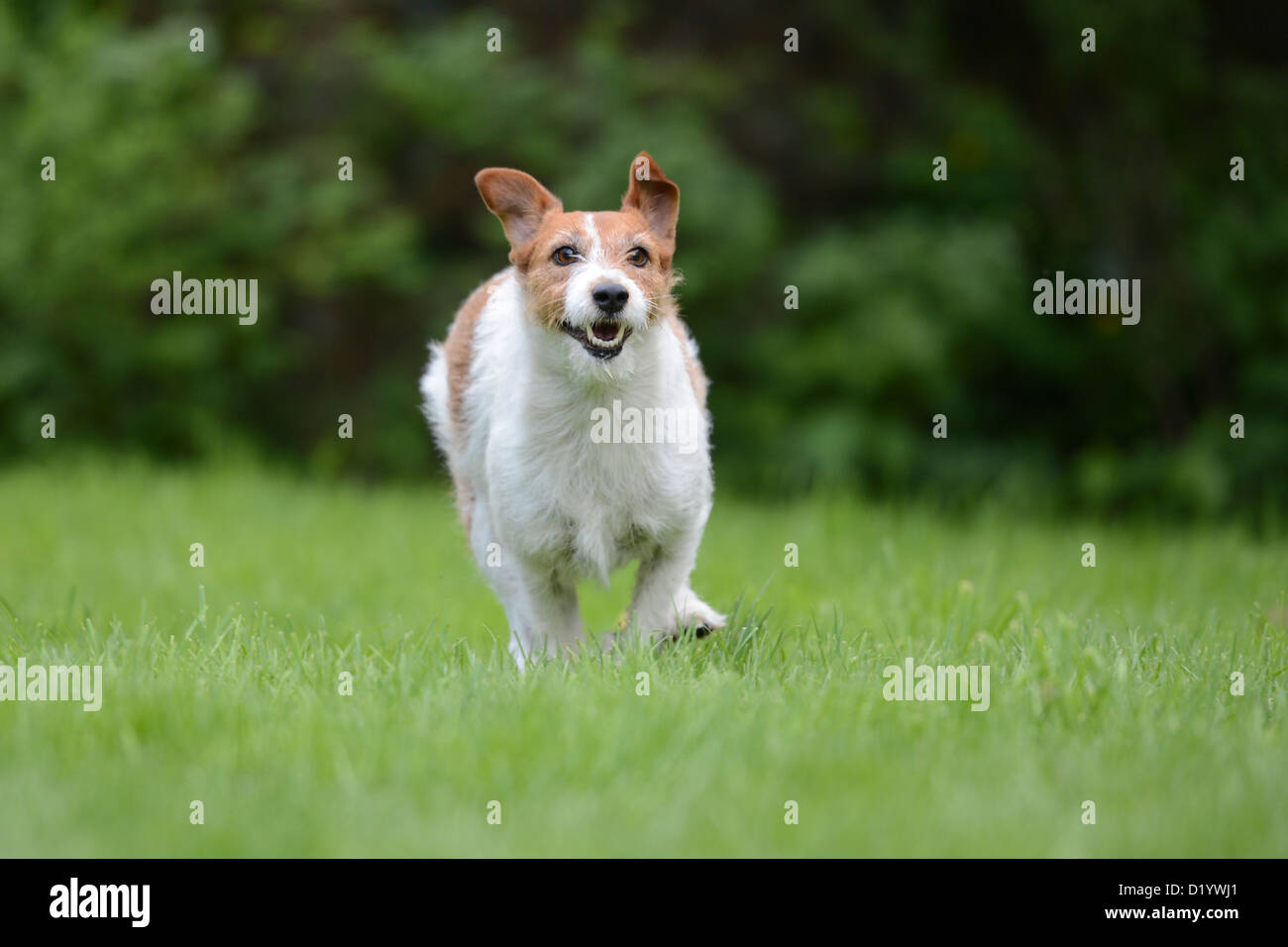 Rough coat jack russell hi-res stock photography and images - Alamy