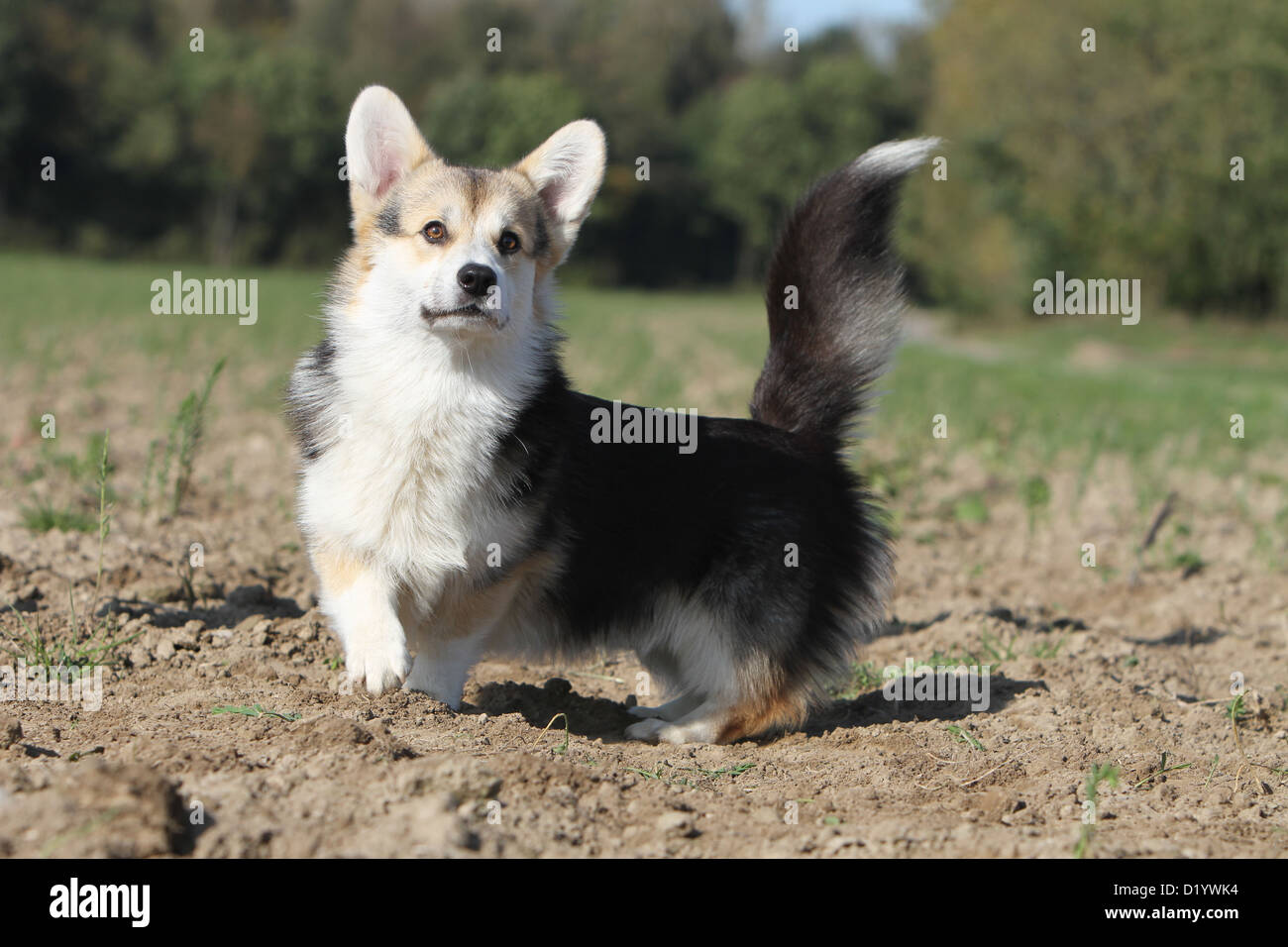 Dog Pembroke Welsh corgi adult standing paw raised Stock Photo - Alamy