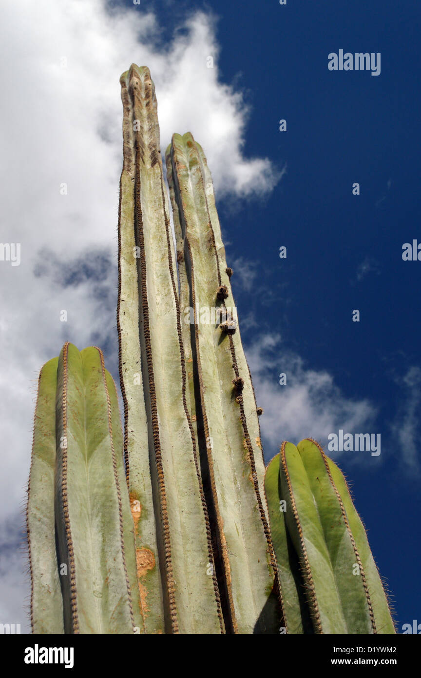 Tall cactus with a sky in the background. Canary Islands, Laznarote ...