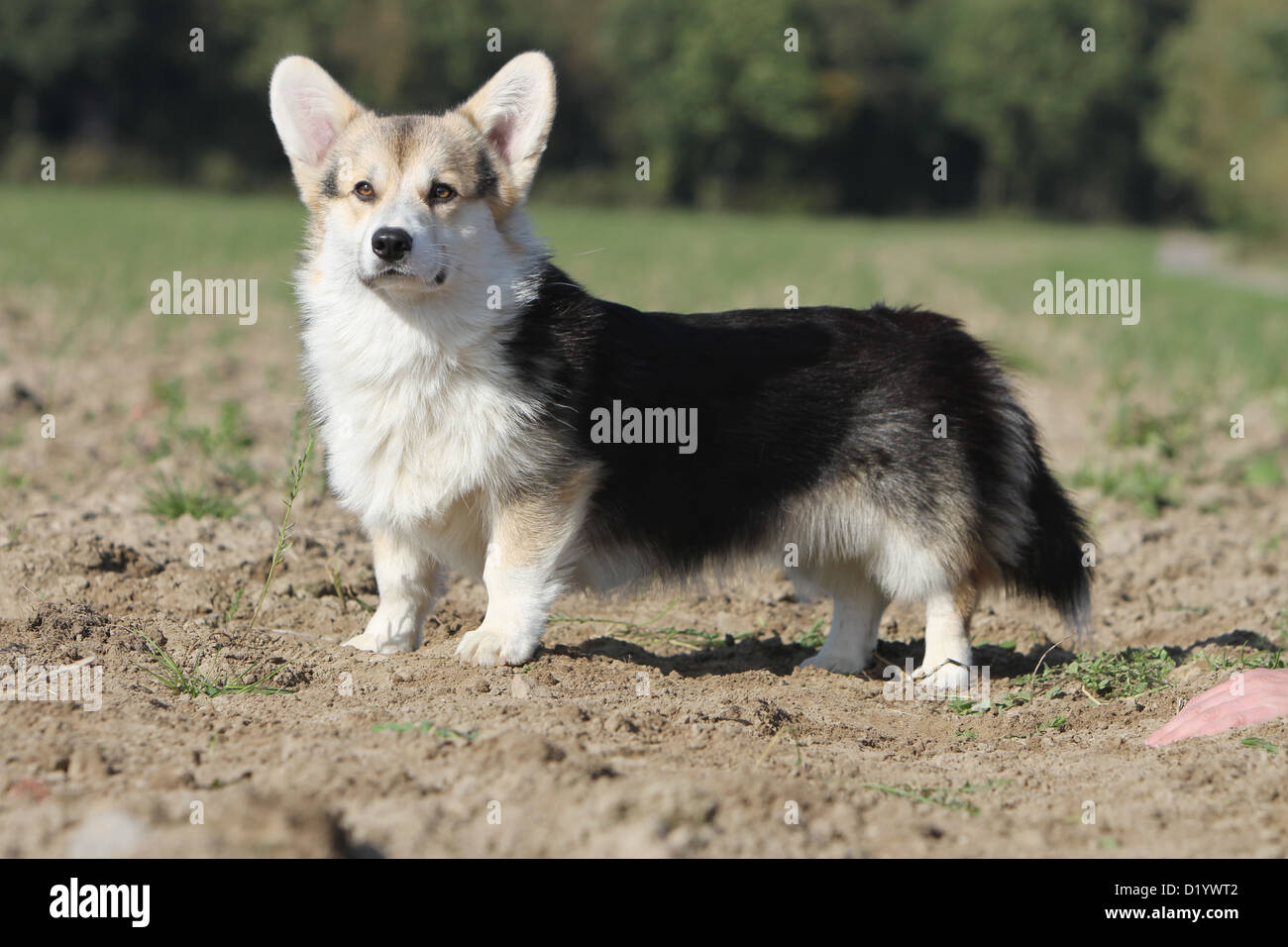 Dog Pembroke Welsh corgi adult standard profile Stock Photo - Alamy