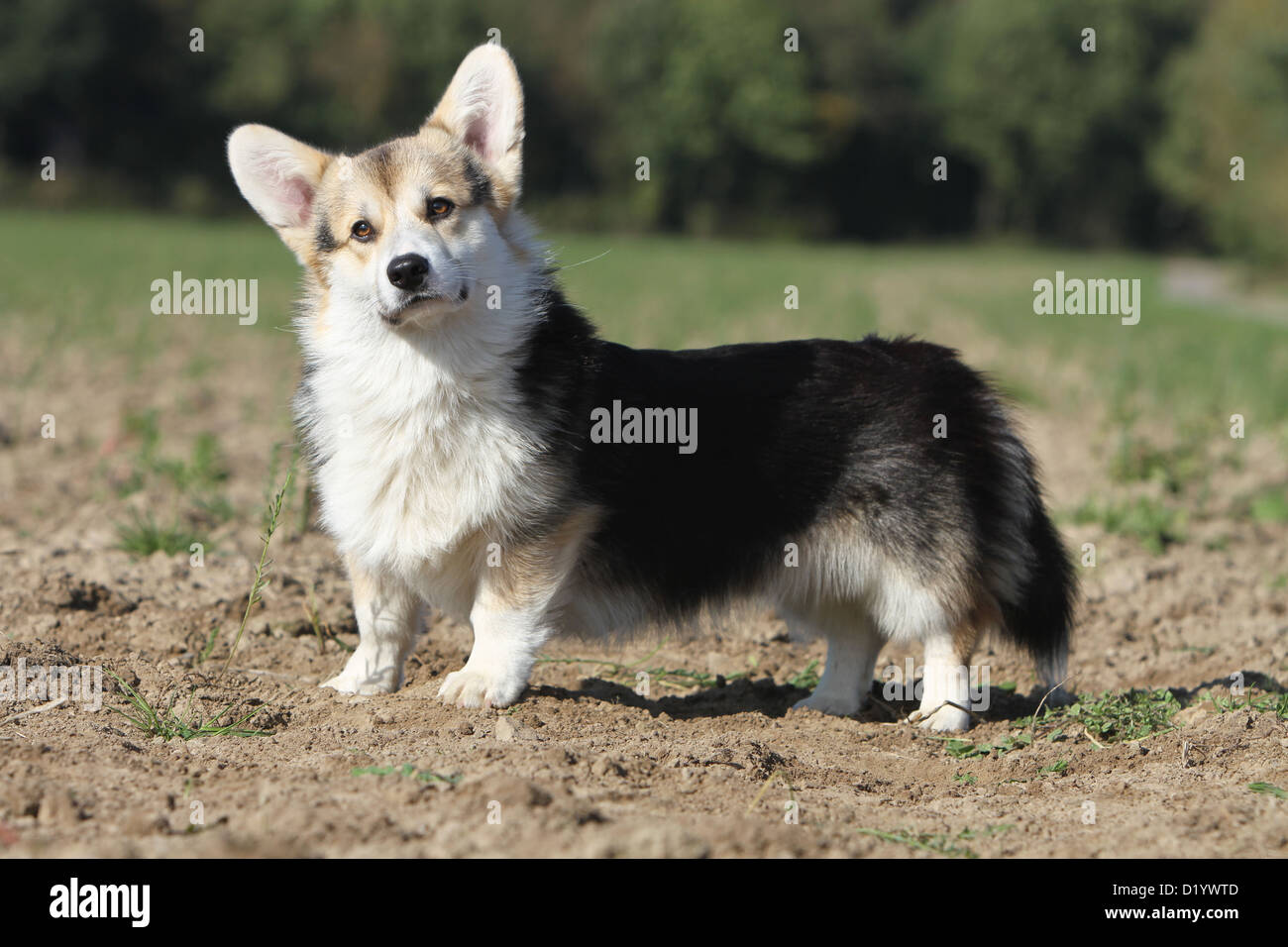 Corgi Profile High Resolution Stock Photography and Images - Alamy