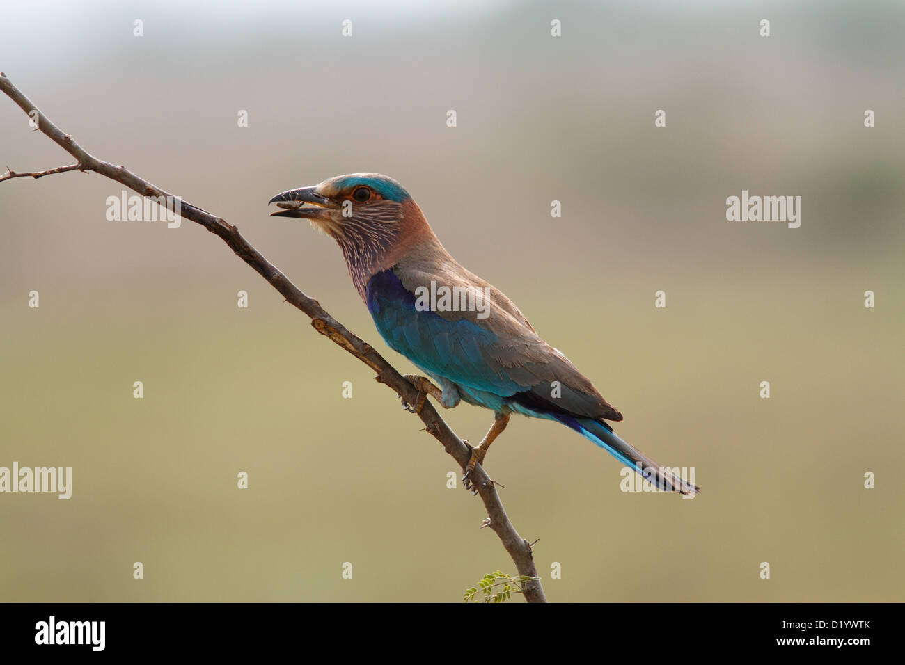 Blue jay eating bug hi-res stock photography and images - Alamy