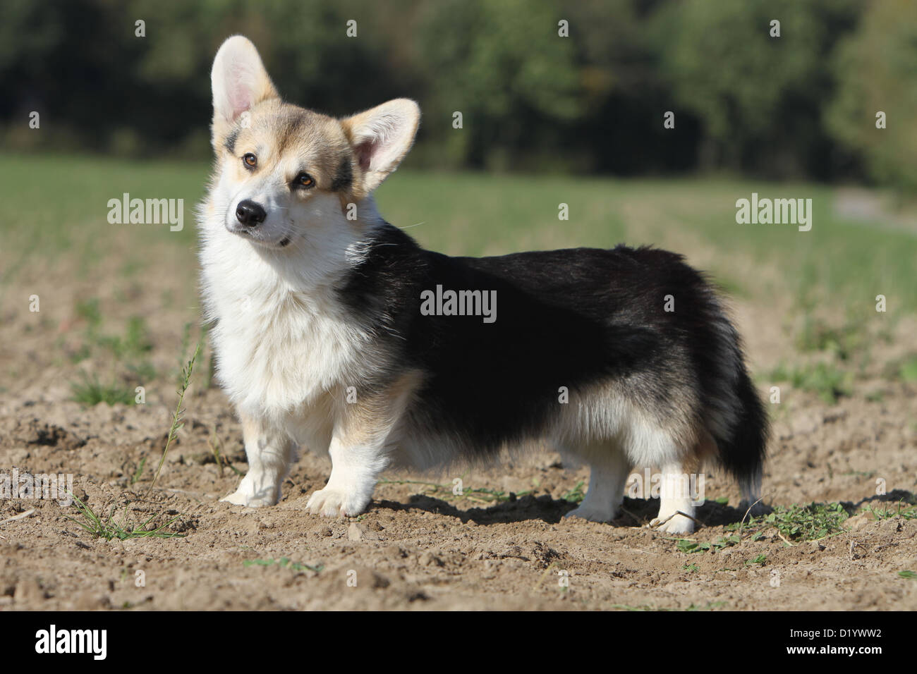 Dog Pembroke Welsh corgi adult standard profile Stock Photo - Alamy