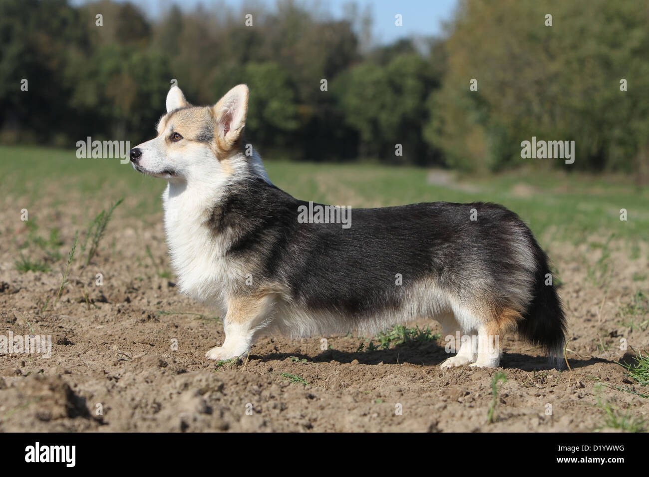 Dog Pembroke Welsh corgi adult standard profile Stock Photo - Alamy