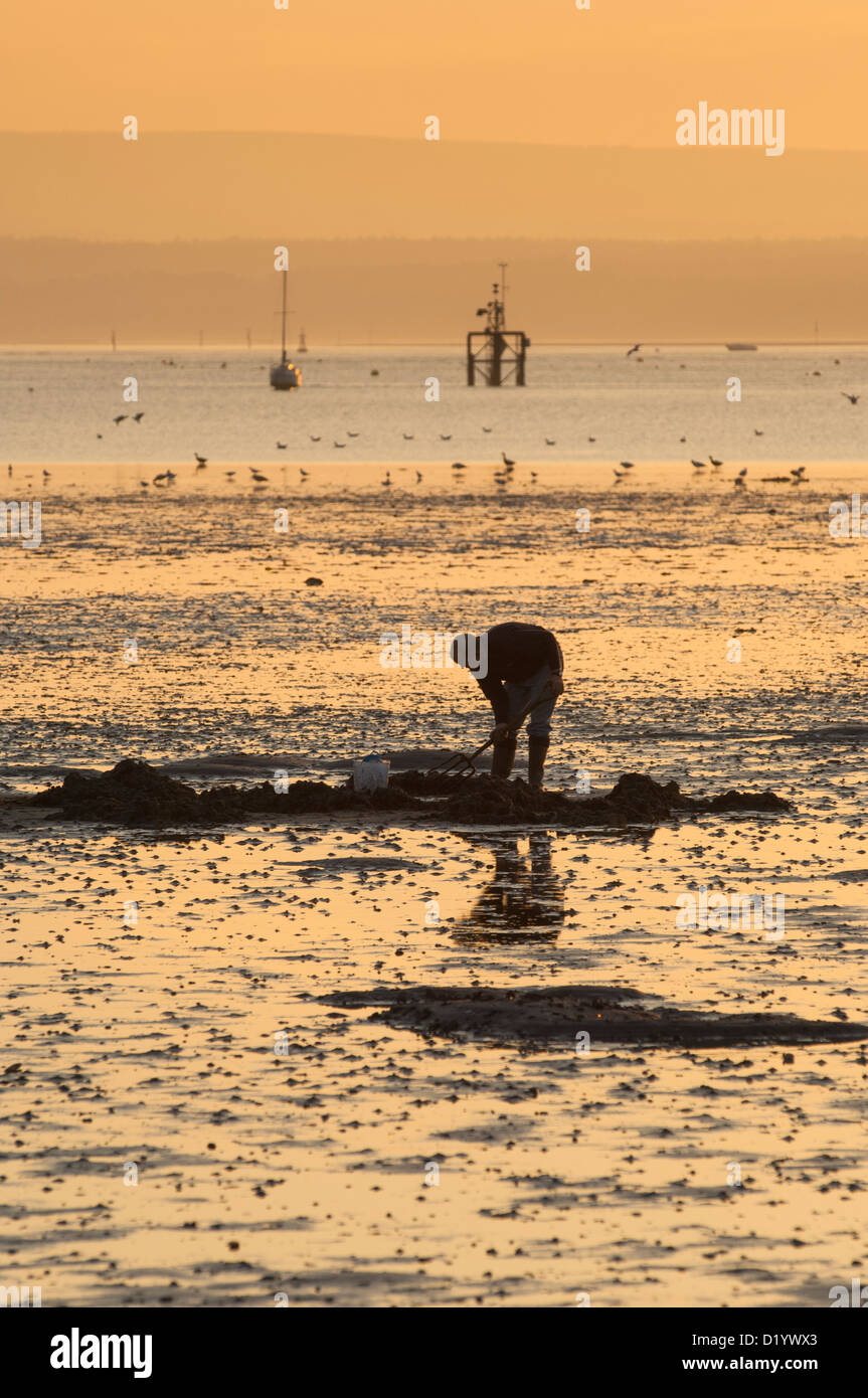 Bait digging poole harbour england hi-res stock photography and images ...