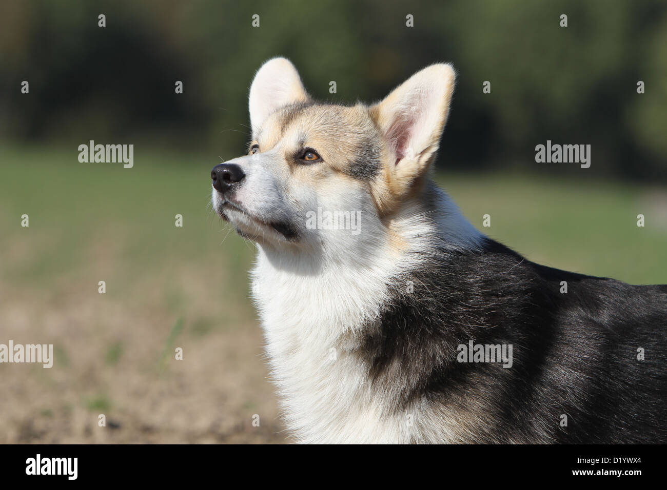 Dog Pembroke Welsh corgi adult portrait profile Stock Photo - Alamy