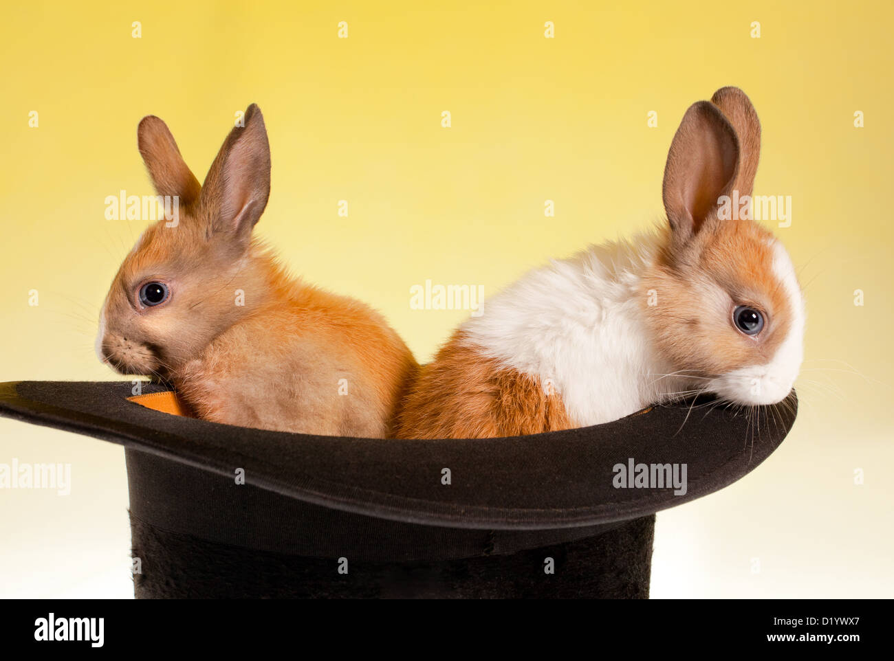 Black bunny hat hi-res stock photography and images - Alamy