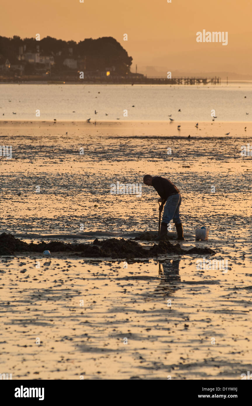 Bait Digging, Poole Harbour, England, UK Stock Photo - Alamy