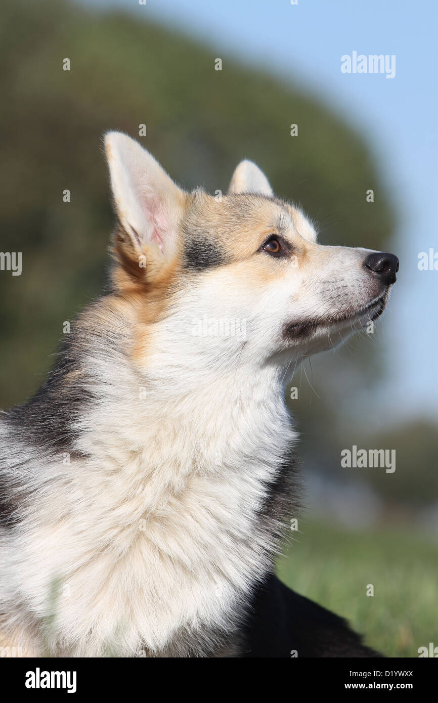 Dog Pembroke Welsh corgi adult portrait profile Stock Photo - Alamy