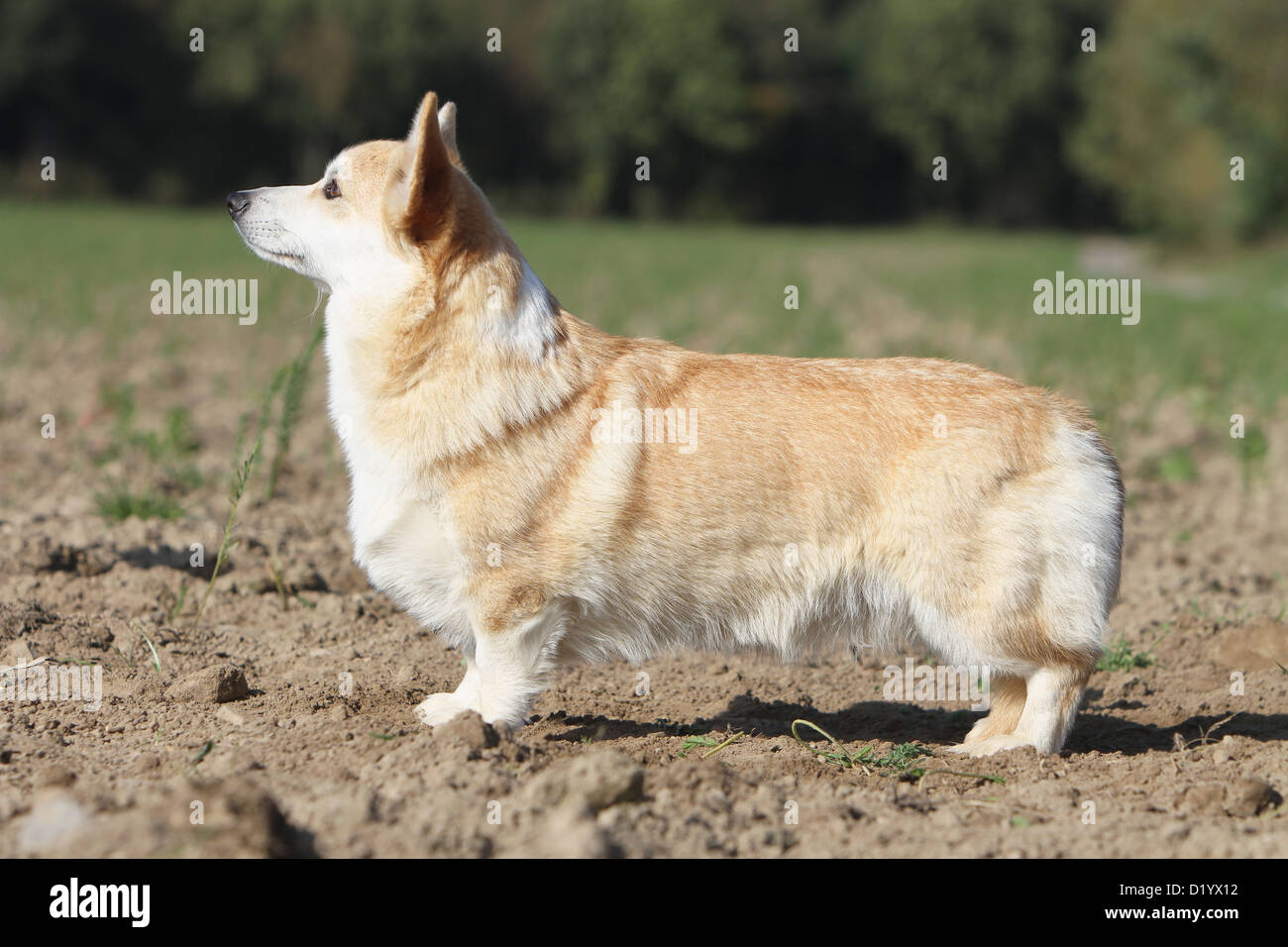 Dog Pembroke Welsh corgi adult standard profile Stock Photo - Alamy