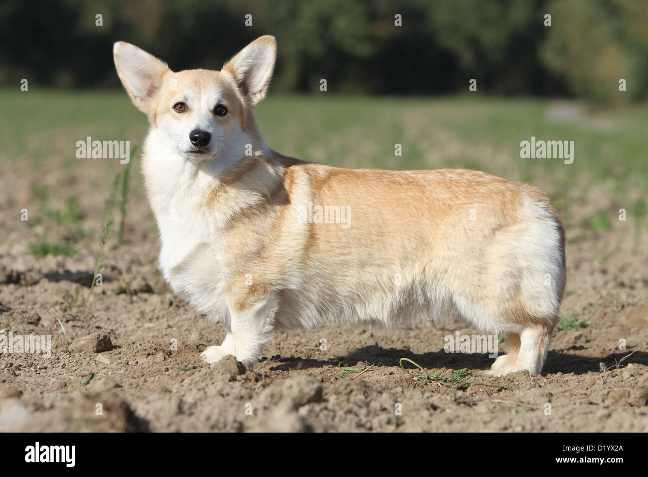 Dog Pembroke Welsh corgi adult standard profile Stock Photo - Alamy