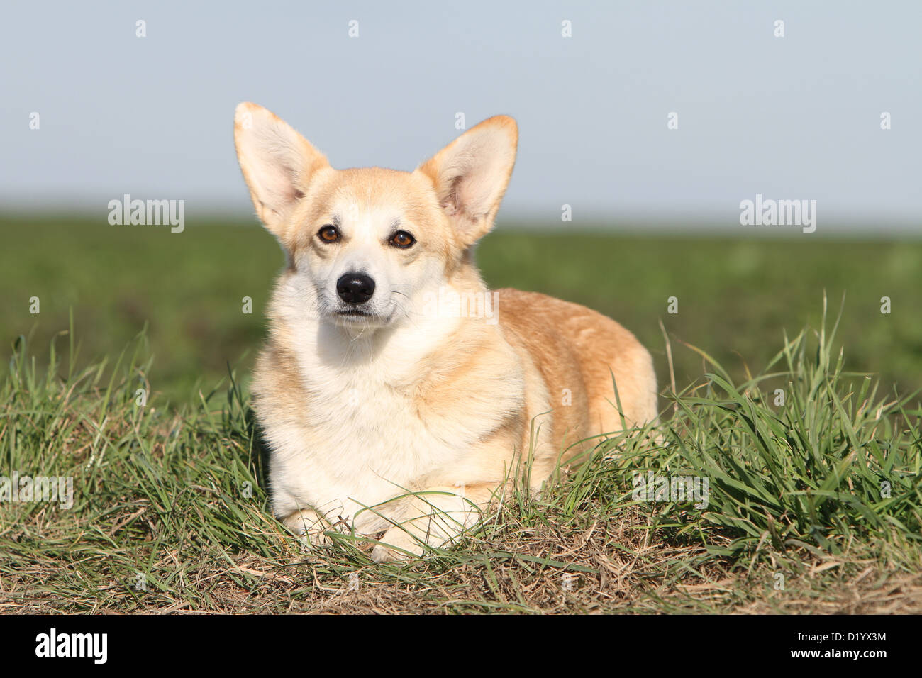 Dog Pembroke Welsh corgi adult lying in a meadow Stock Photo - Alamy