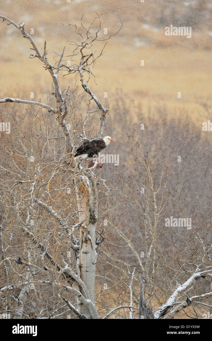 Bald eagle predation hi-res stock photography and images - Alamy