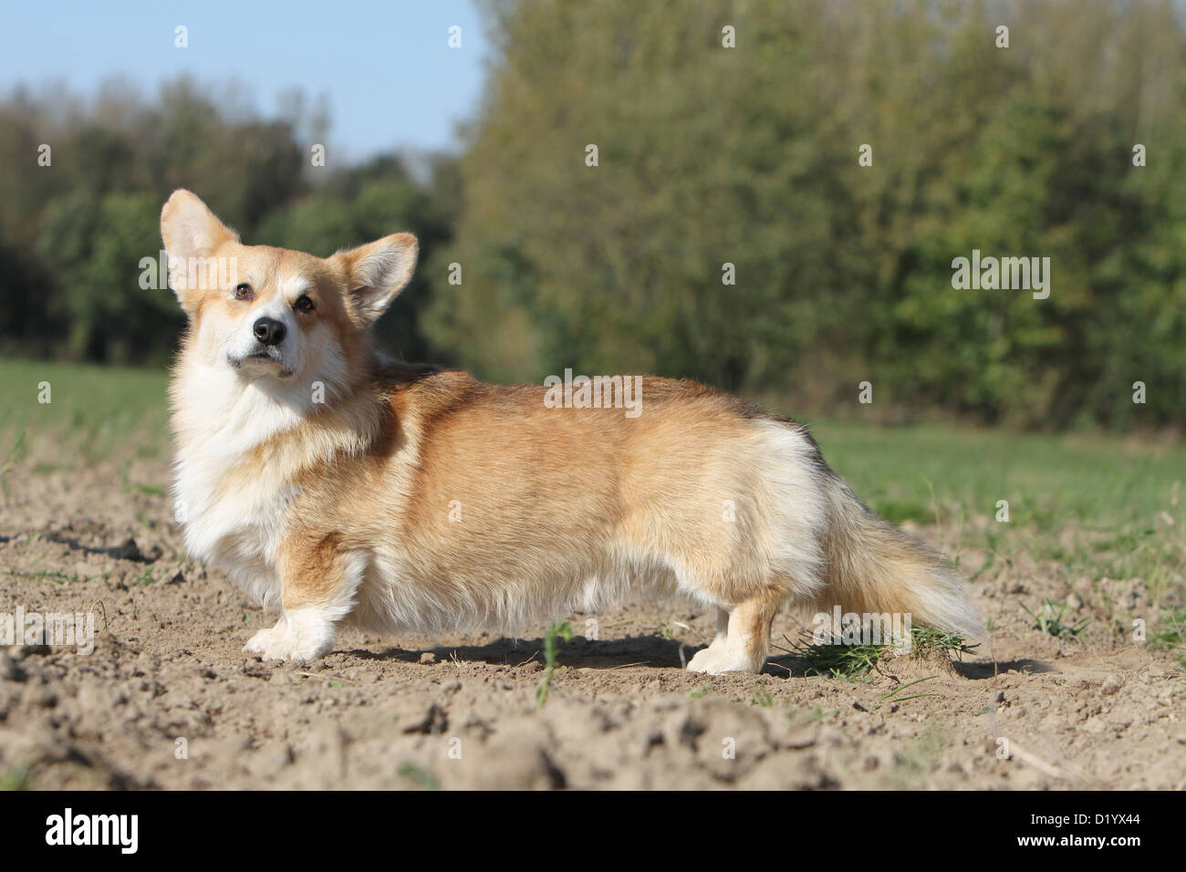 Dog Pembroke Welsh corgi adult standard profile Stock Photo - Alamy
