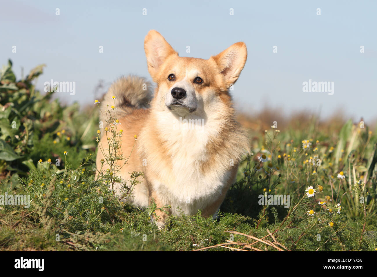 Dog Pembroke Welsh corgi adult standing Stock Photo - Alamy