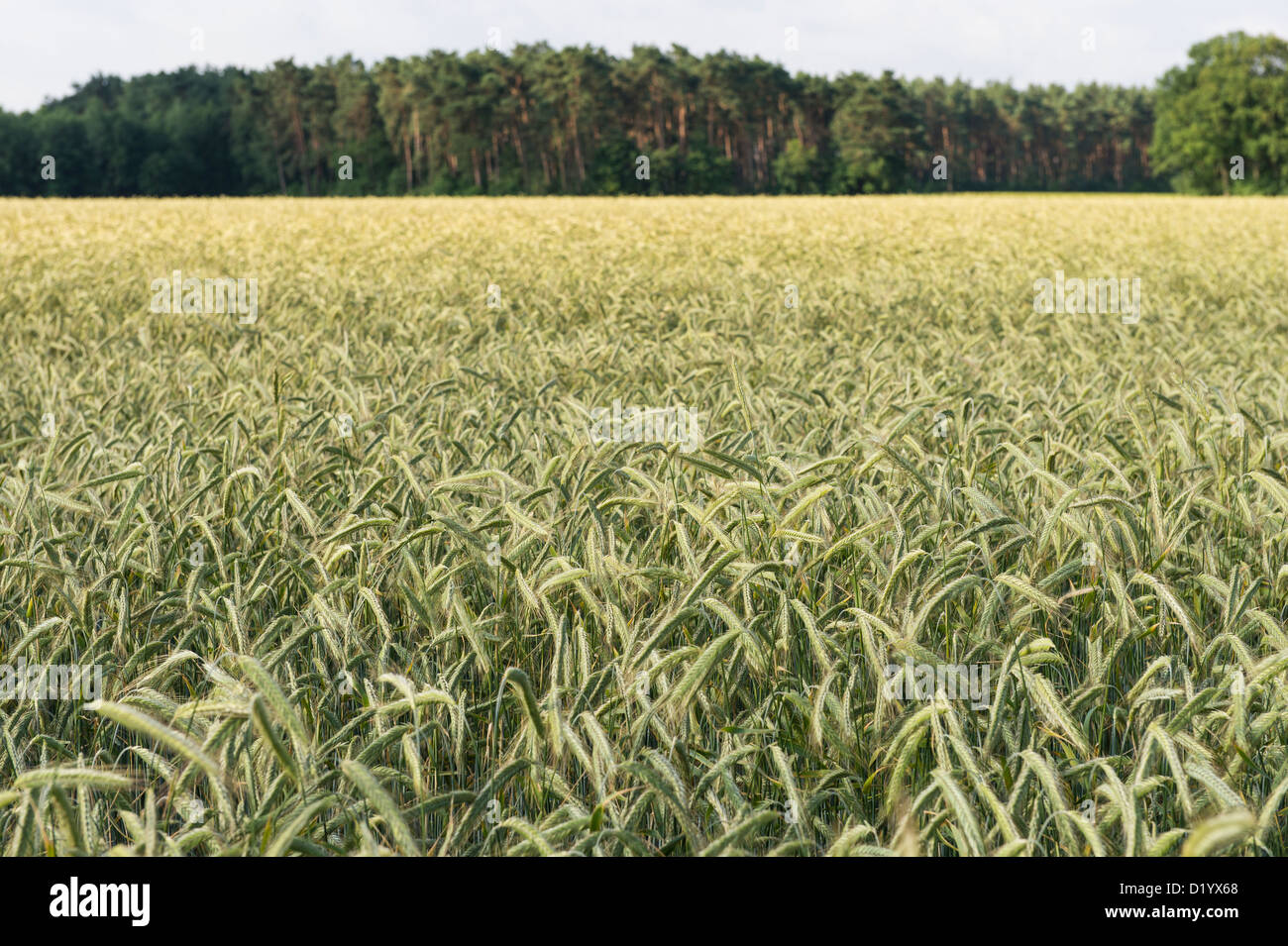 Wheat farmer germany hi-res stock photography and images - Alamy
