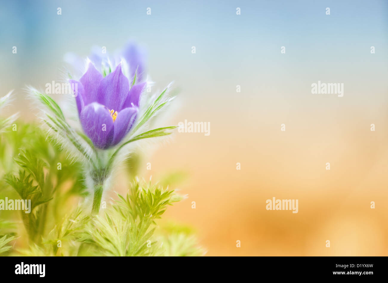 Beautiful purple little furry pasque-flower with plenty of copy space ...