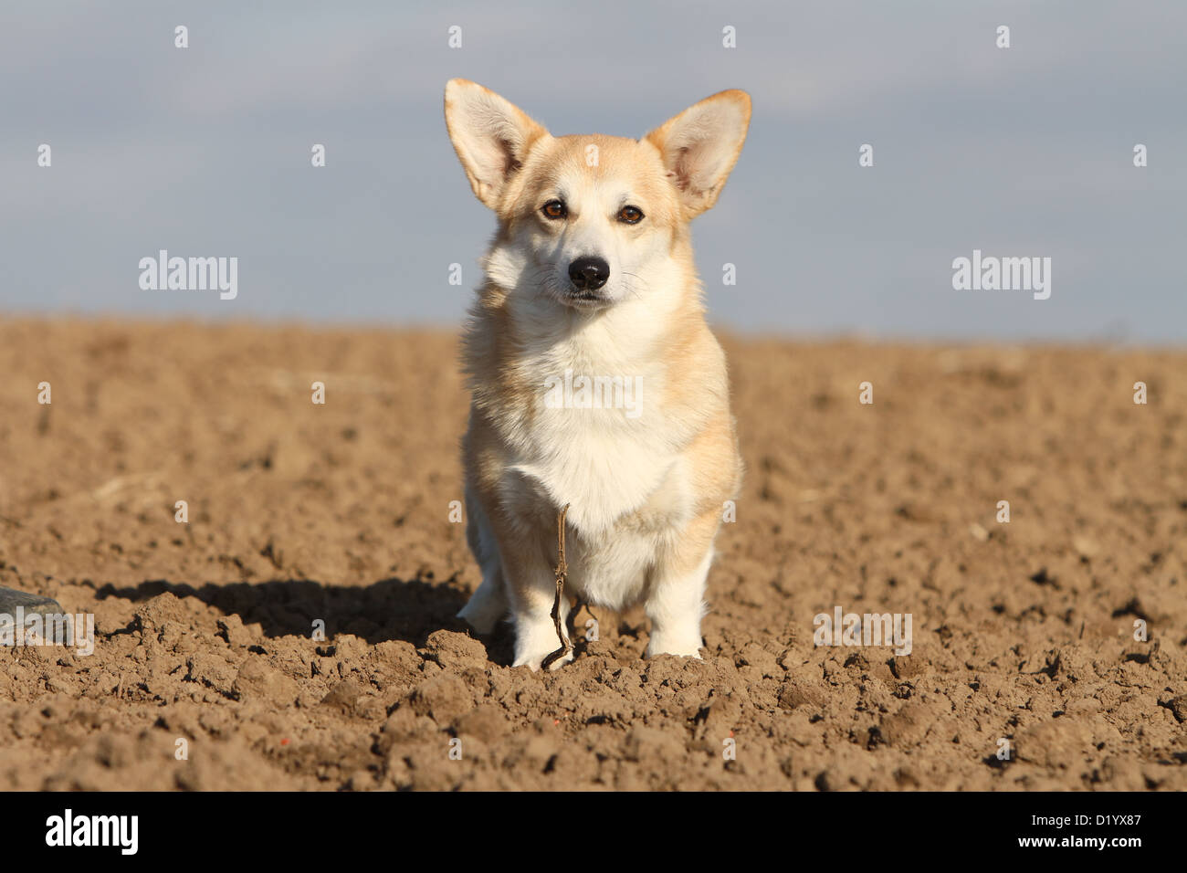 Dog Pembroke Welsh corgi adult standing face Stock Photo - Alamy