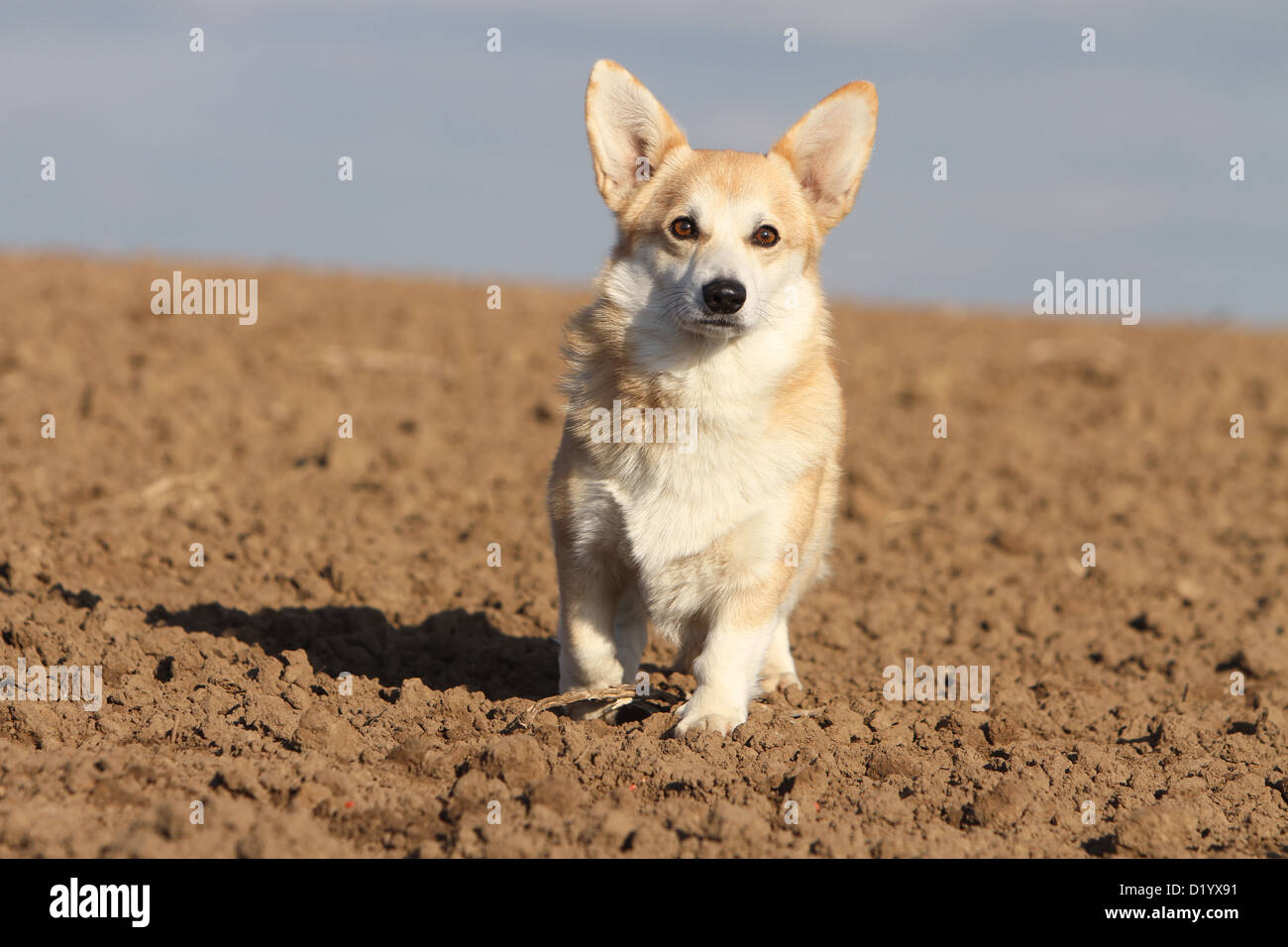 Dog Pembroke Welsh corgi adult standing Stock Photo - Alamy