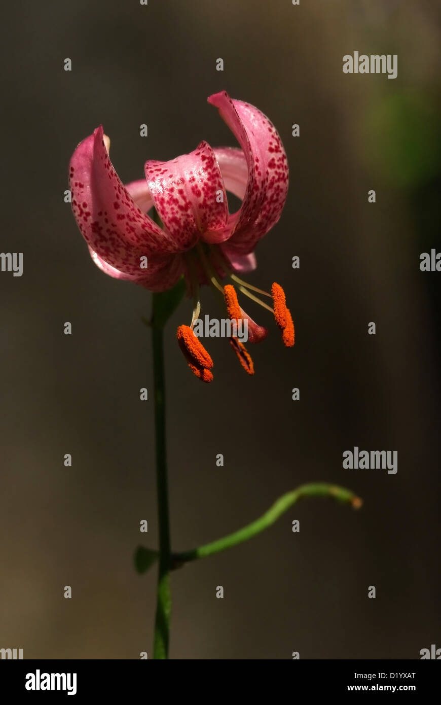 Poland National Flower High Resolution Stock Photography and Images - Alamy