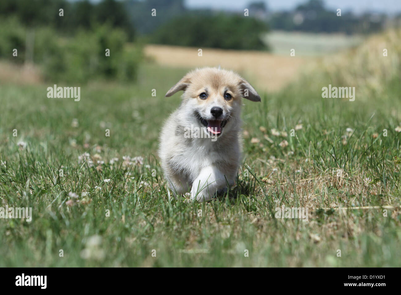 Dog Pembroke Welsh corgi puppy running in a meadow Stock Photo - Alamy