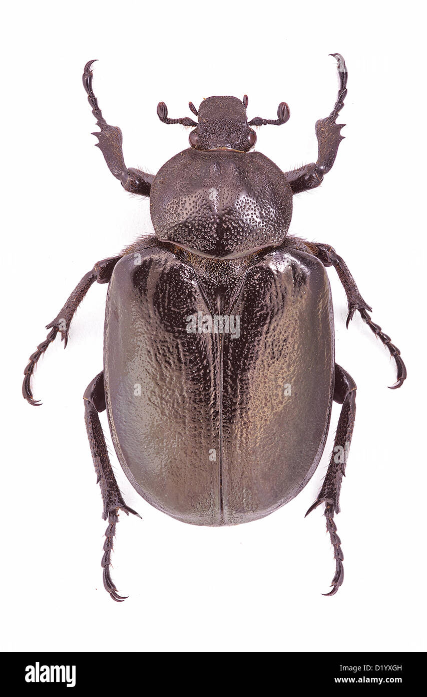 Eremita hi-res stock photography and images - Alamy