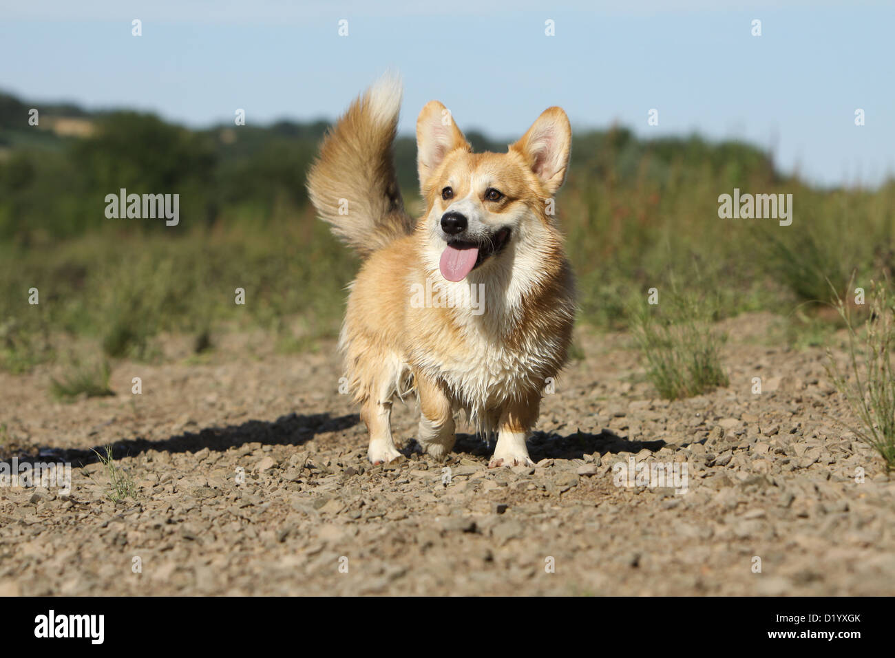 Dog Pembroke Welsh corgi adult standing paw raised Stock Photo - Alamy