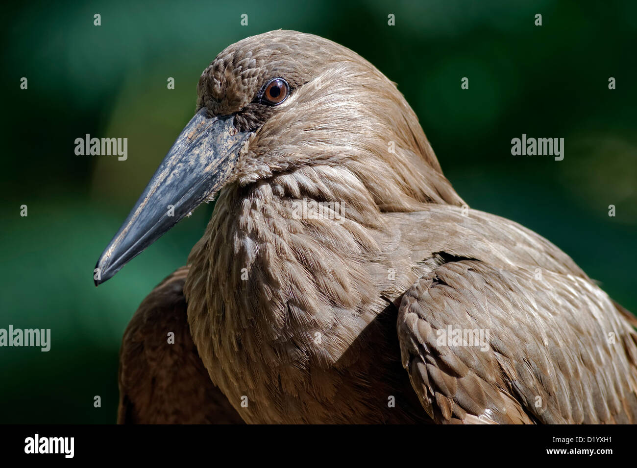 Brown african bird hi-res stock photography and images - Alamy