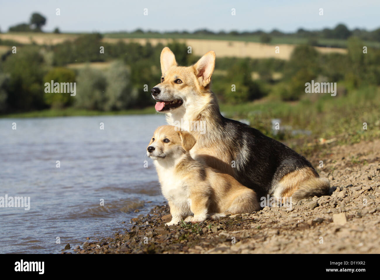 Dog Pembroke Welsh corgi adult and puppy different colors the edge of a ...