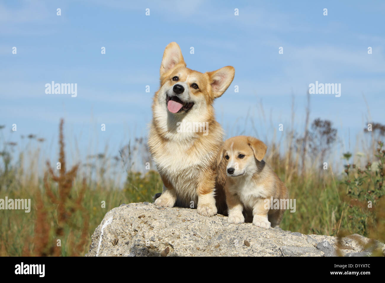 Dog Pembroke Welsh corgi adult and puppy sitting on a rock Stock Photo ...