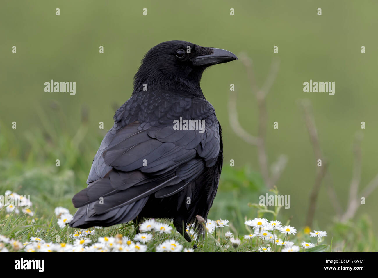 Scavenger crow hi-res stock photography and images - Alamy