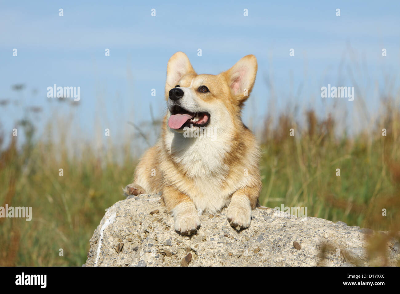 Pembroke Welsh Corgi Lying Down High Resolution Stock Photography and ...
