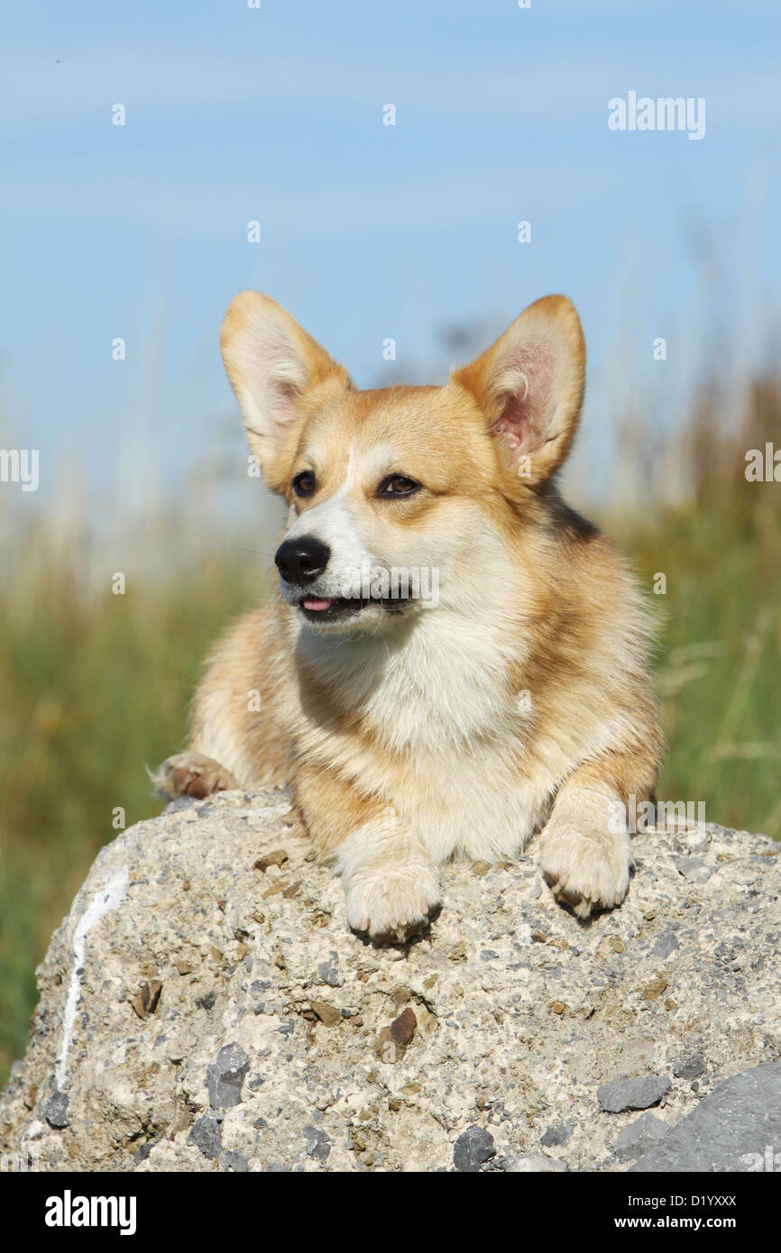 Welsh corgi rock hi-res stock photography and images - Alamy
