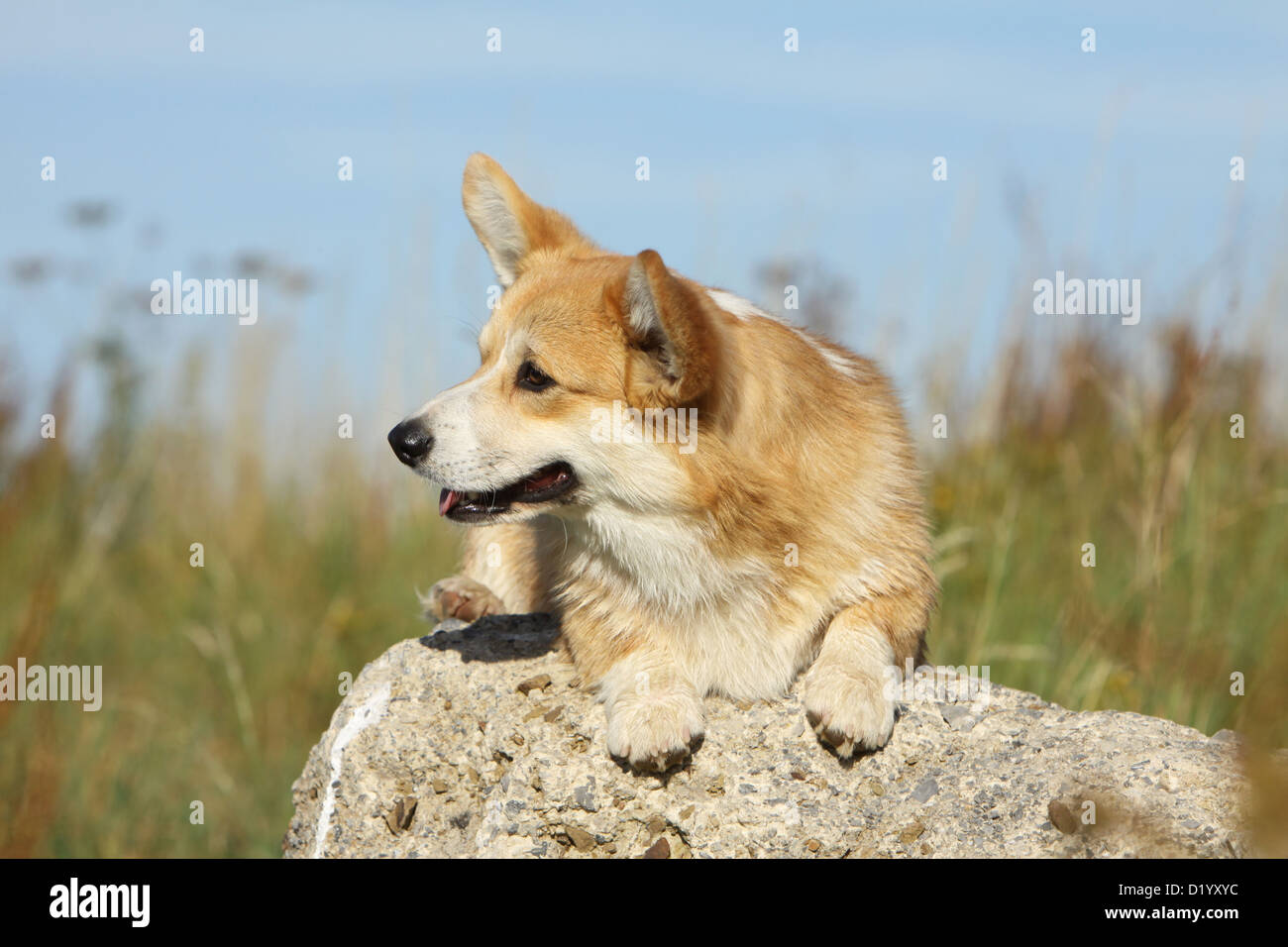 Dog Pembroke Welsh corgi adult lying on a rock Stock Photo - Alamy