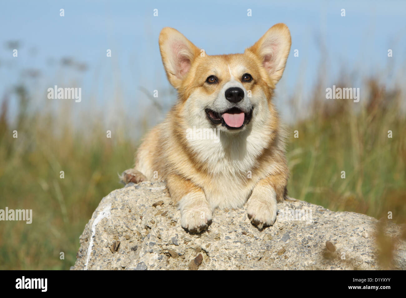 Dog Pembroke Welsh corgi adult lying on a rock Stock Photo - Alamy