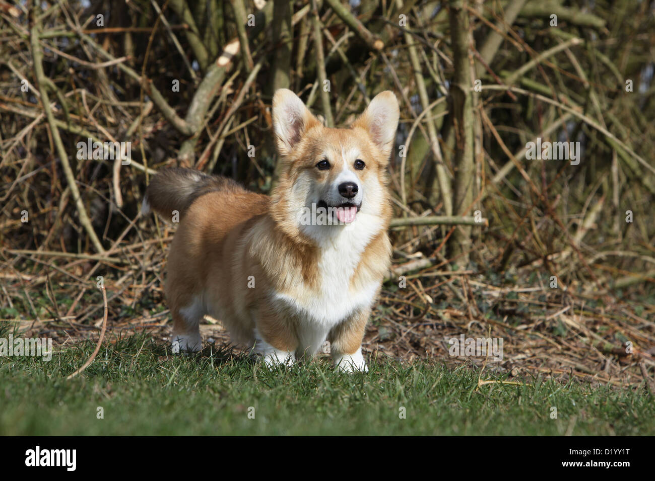 Dog Pembroke Welsh corgi adult standing Stock Photo - Alamy