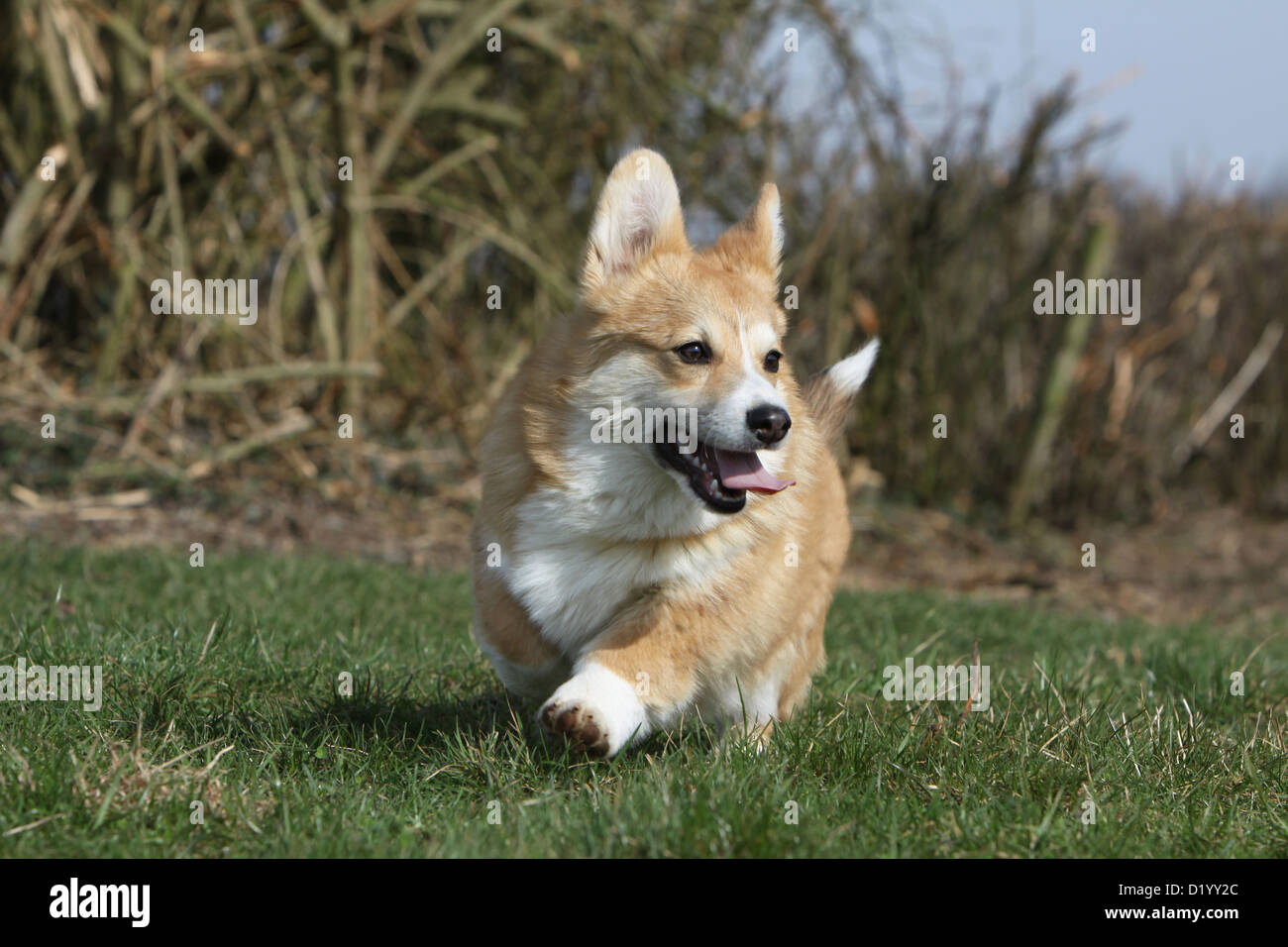 Dog Pembroke Welsh corgi adult running on a meadow Stock Photo - Alamy