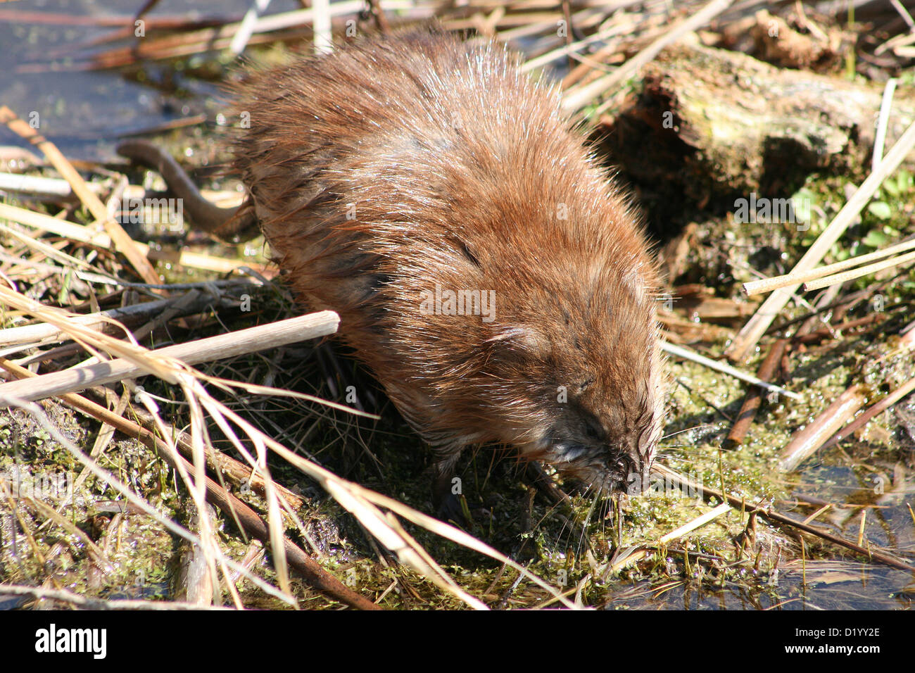 A brown muskrat crossing a mud flat in a marsh in spring in Winnipeg ...