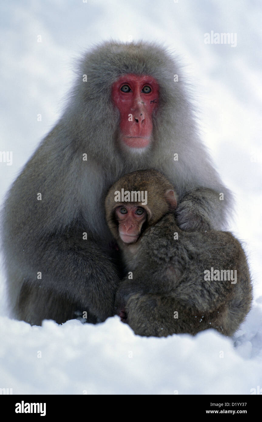 Japanese macaque, Macaca fuscata, near Nagano, Japan Stock Photo - Alamy