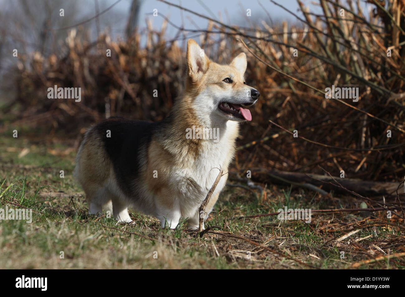 Dog Pembroke Welsh corgi adult standing profile Stock Photo - Alamy