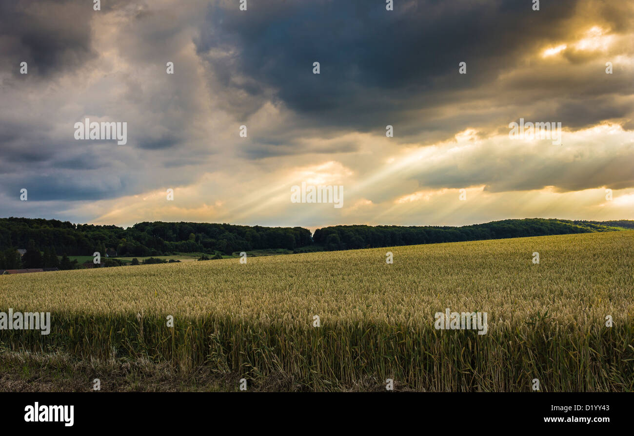 Wheat Field Germany Stock Photo - Alamy
