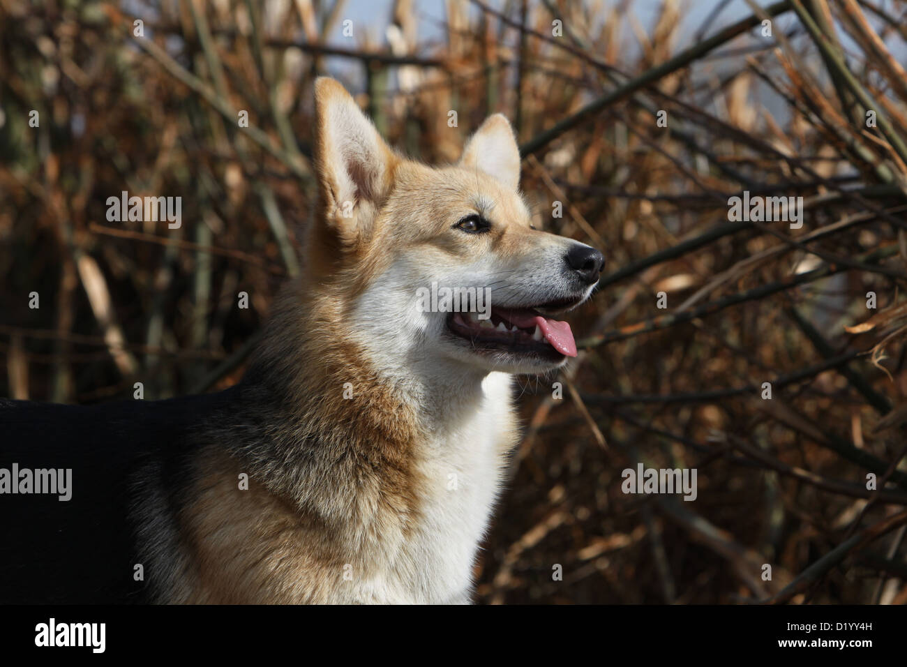 Dog Pembroke Welsh corgi adult portrait profile Stock Photo - Alamy